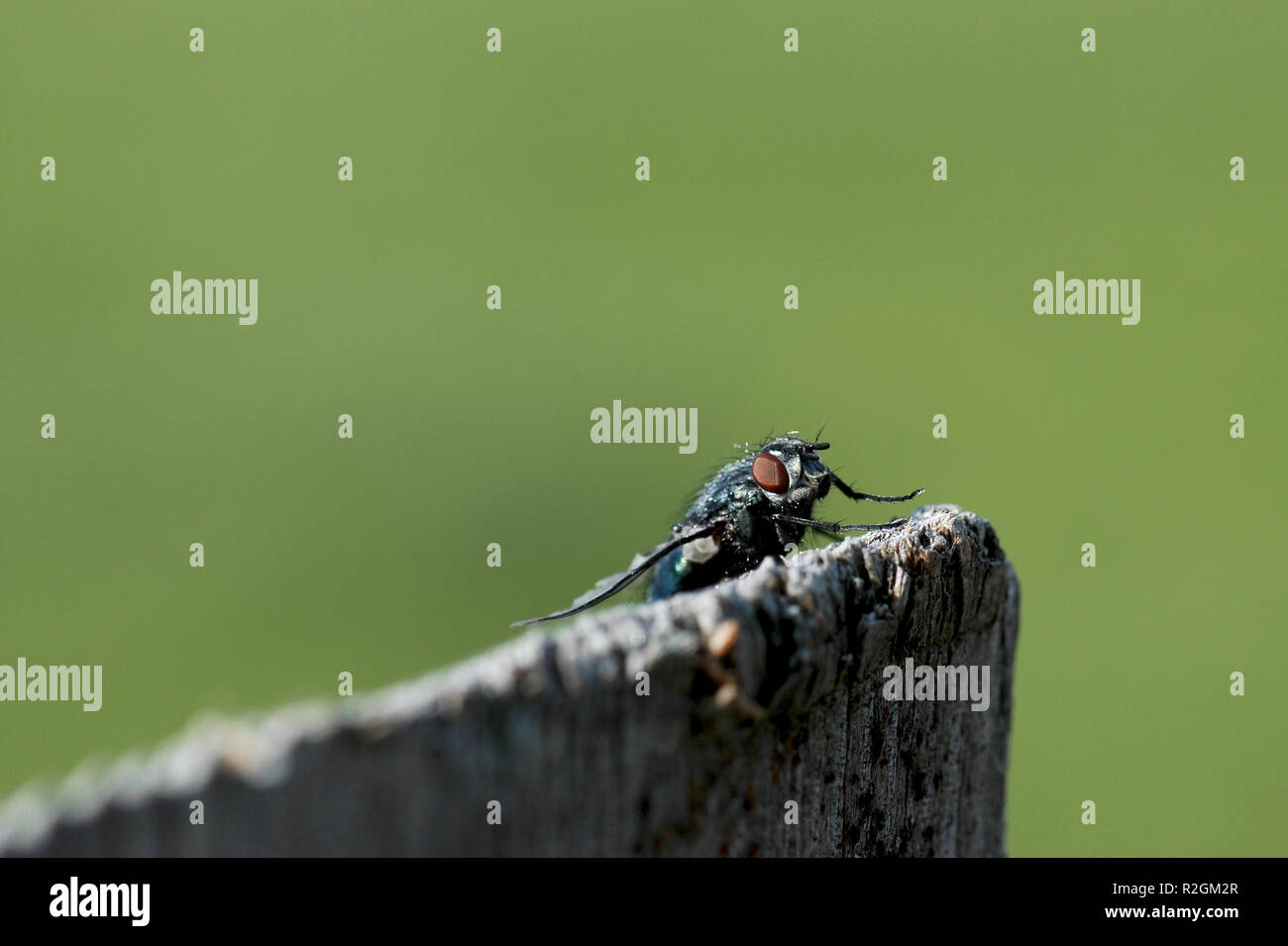 Flying monster hi-res stock photography and images - Alamy