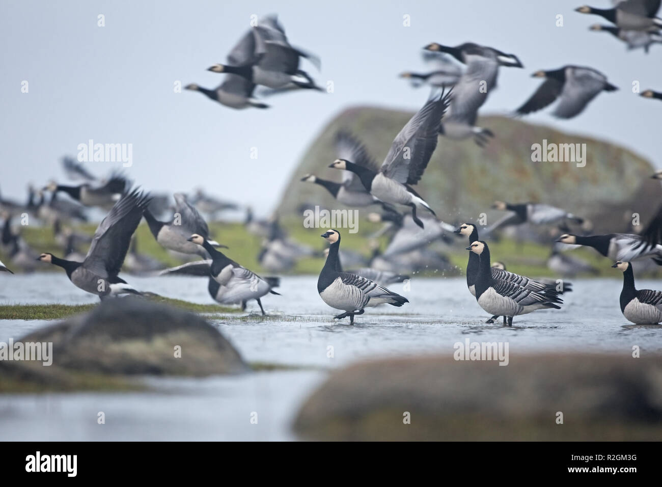 Scania goose hi-res stock photography and images - Alamy