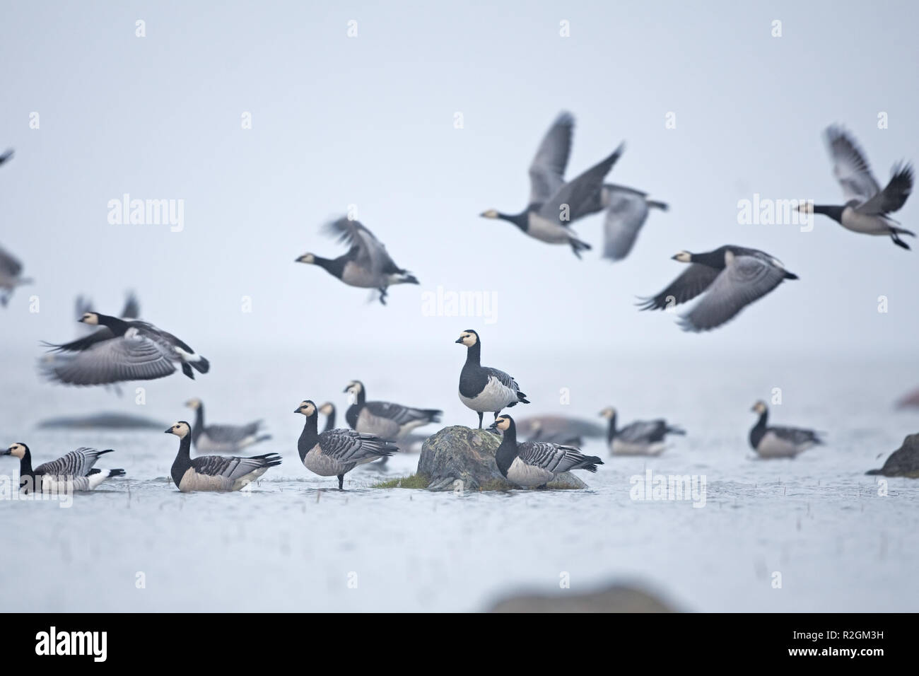 The scania goose hi-res stock photography and images - Alamy