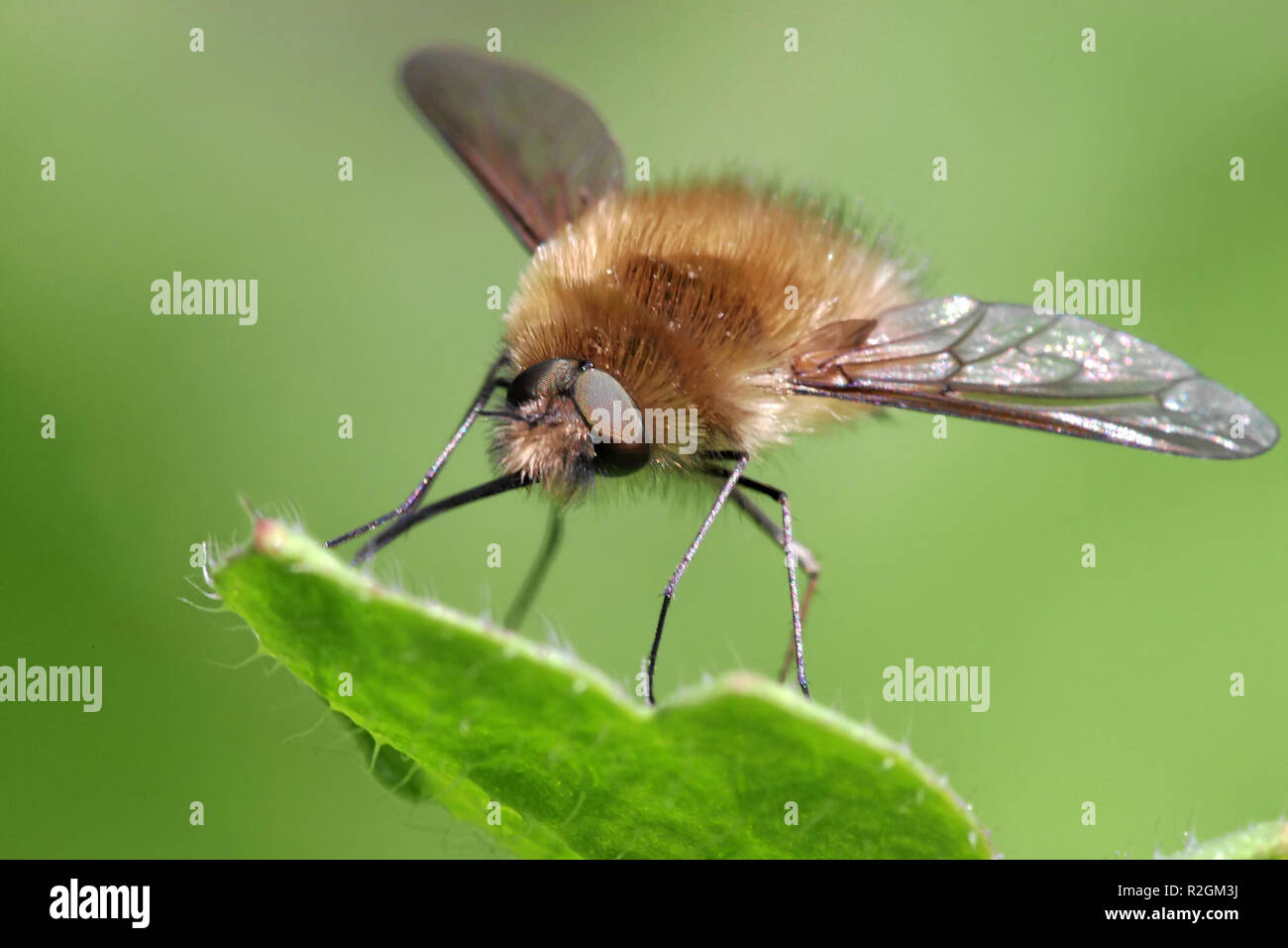 Furry insects hi-res stock photography and images - Alamy