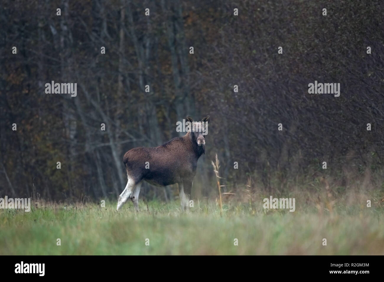 moose, alces alces, Estonia Stock Photo - Alamy
