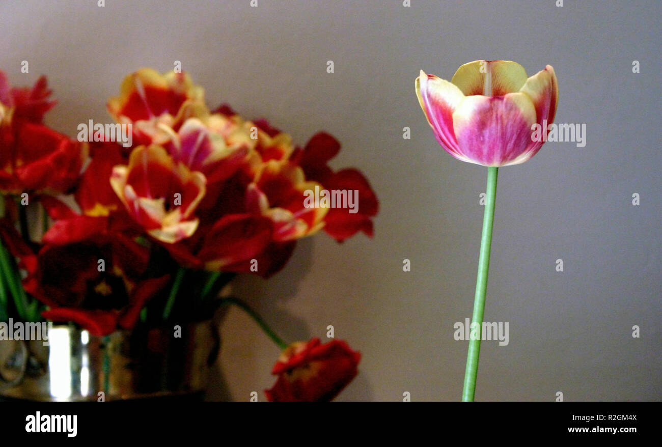 Separated flowers hi-res stock photography and images - Alamy