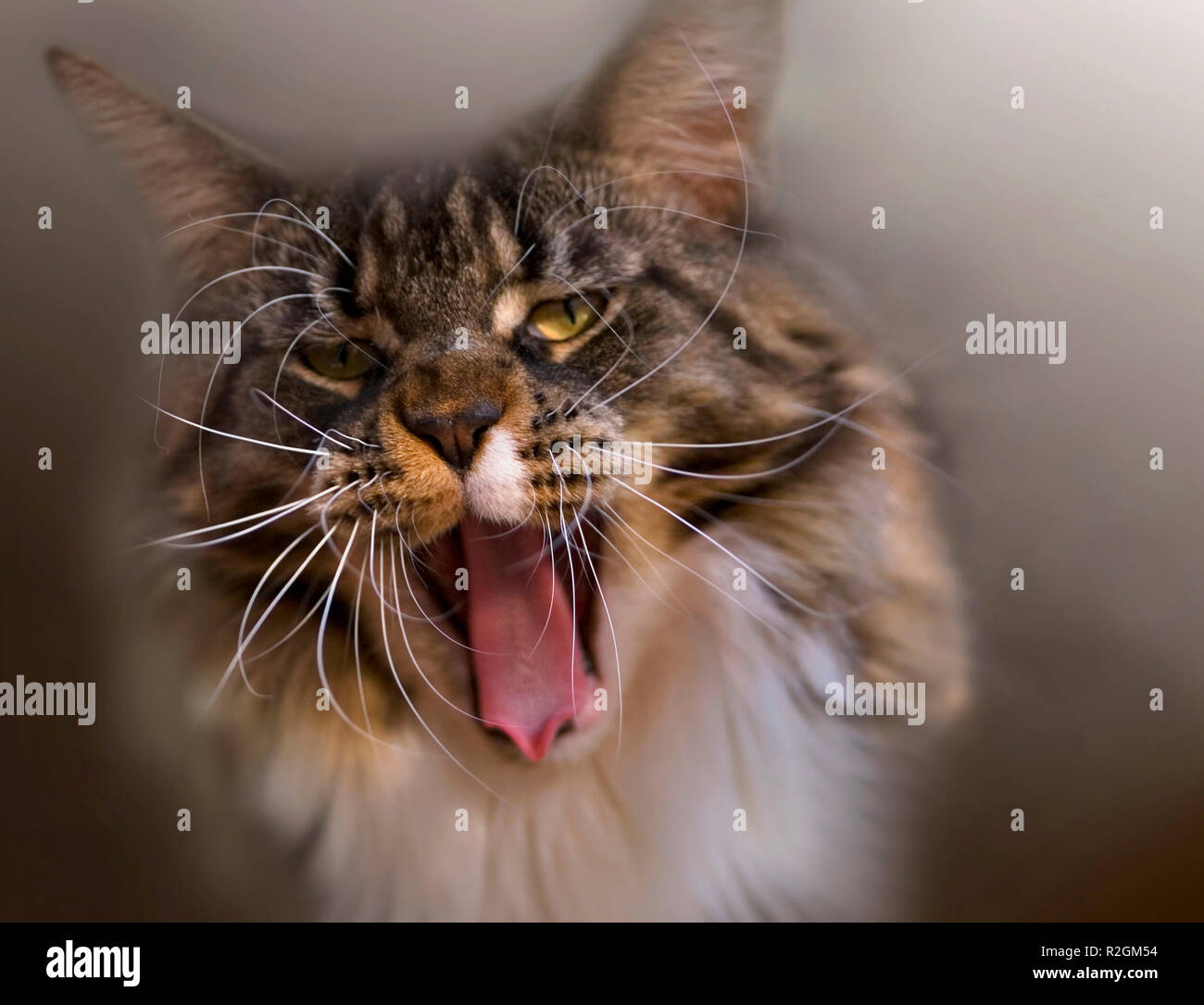 my tired cat Stock Photo - Alamy