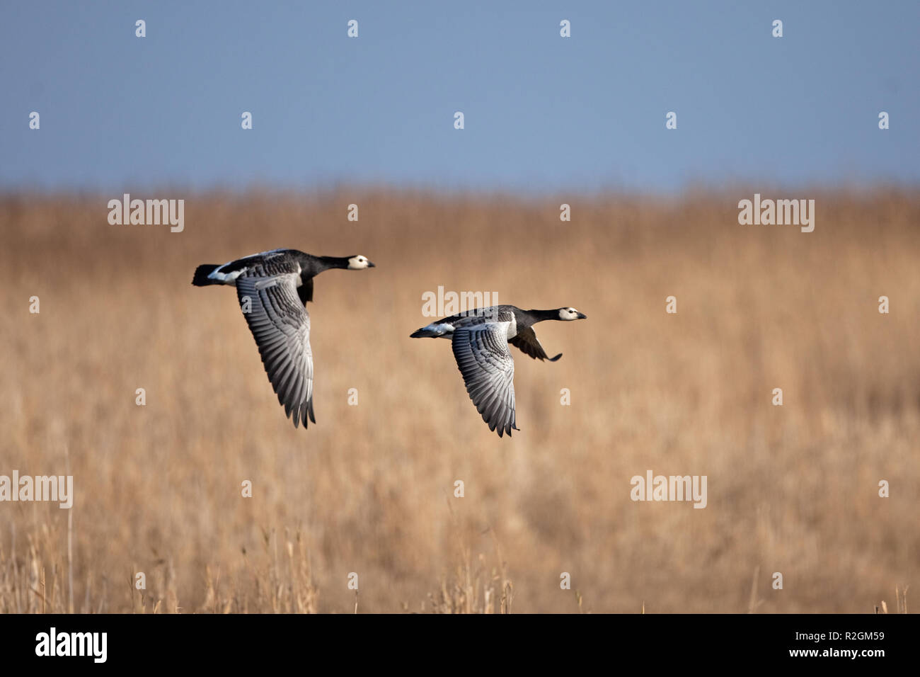 Scania goose hi-res stock photography and images - Alamy