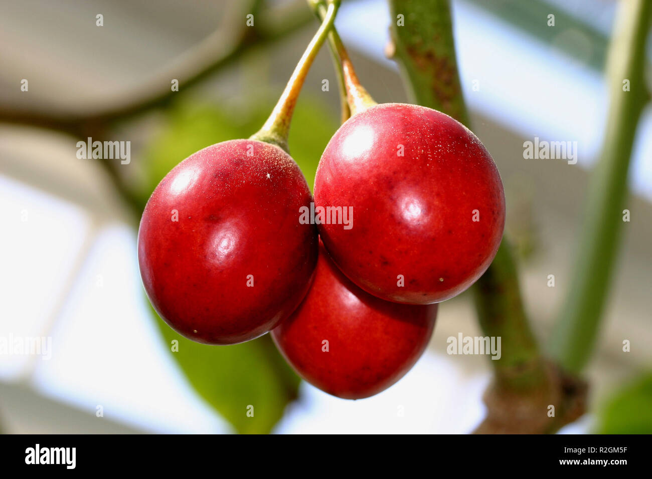 Rote tomato hi-res stock photography and images - Alamy
