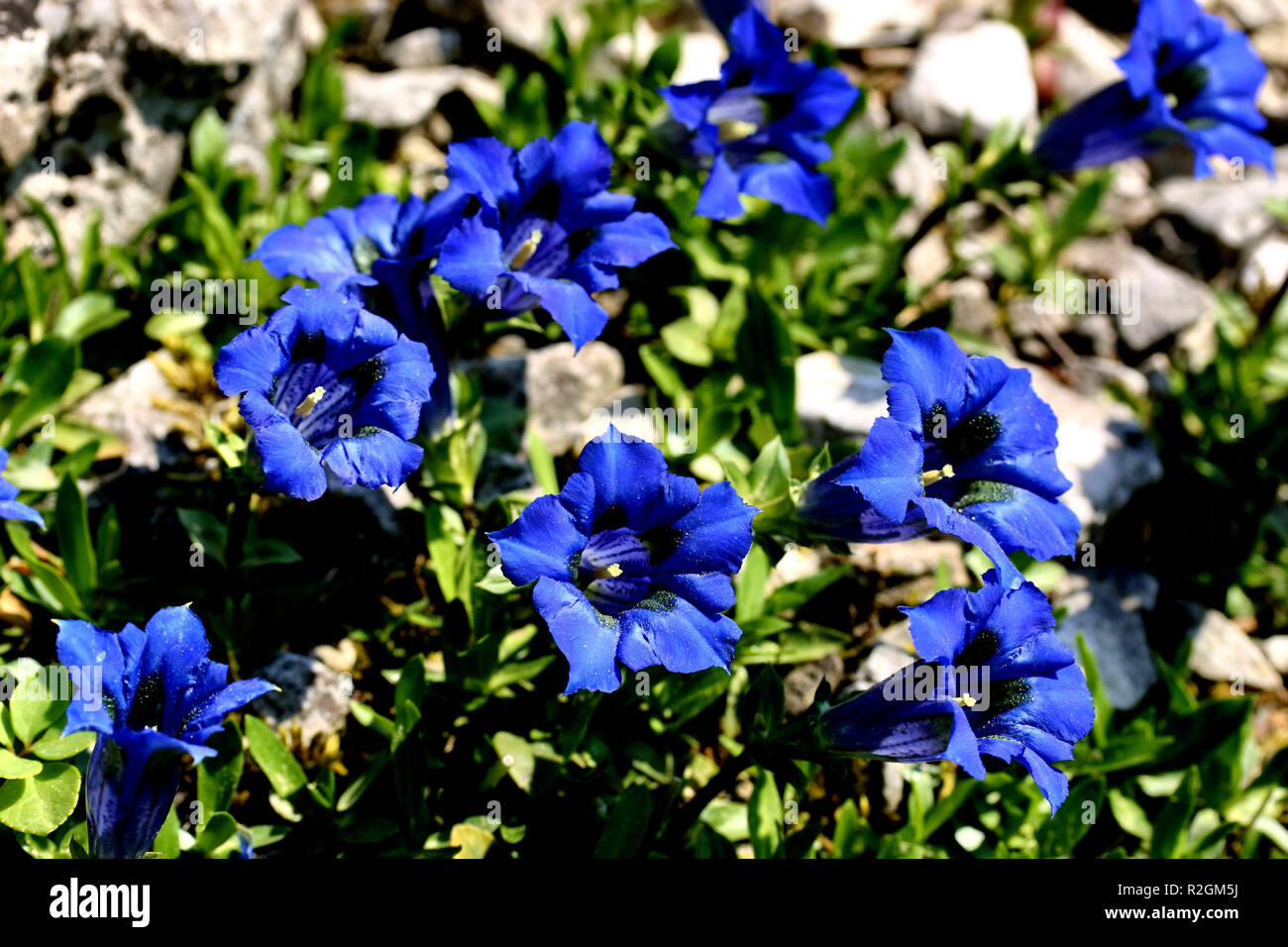 Root gentiana hi-res stock photography and images - Alamy