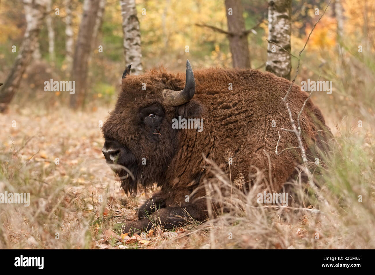 Bison leg hi-res stock photography and images - Alamy