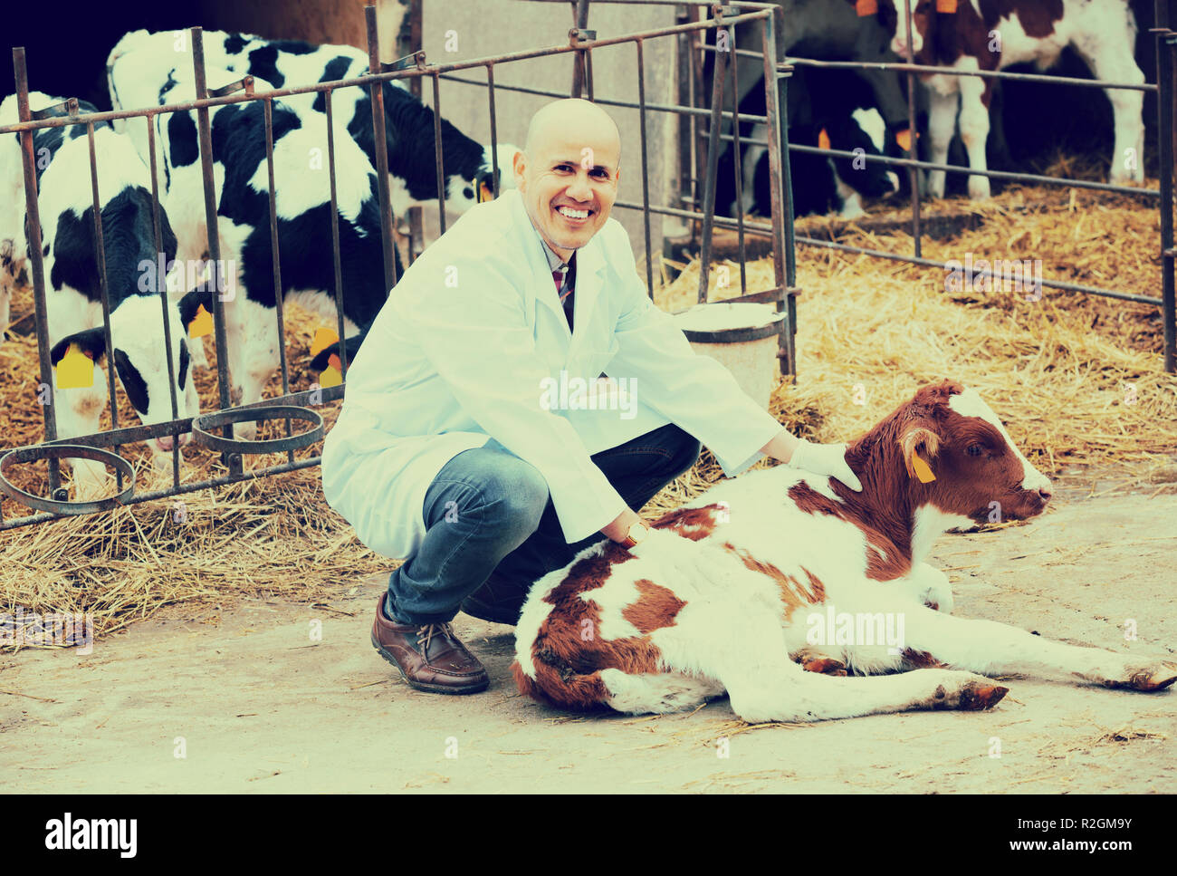 Veterinary technician farm hi-res stock photography and images - Alamy