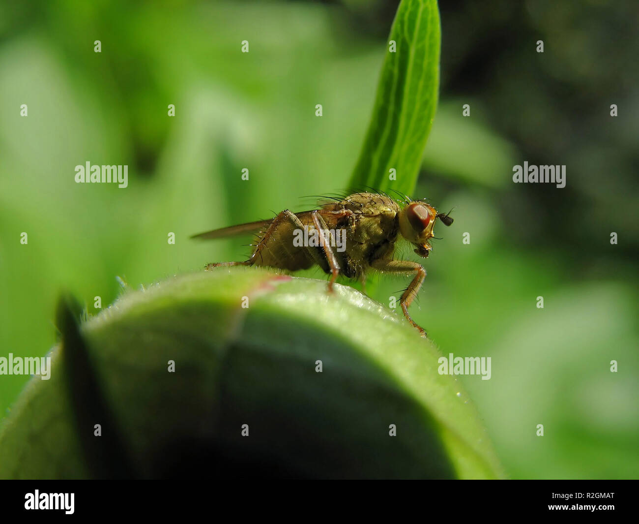 Dungfliege hi-res stock photography and images - Alamy