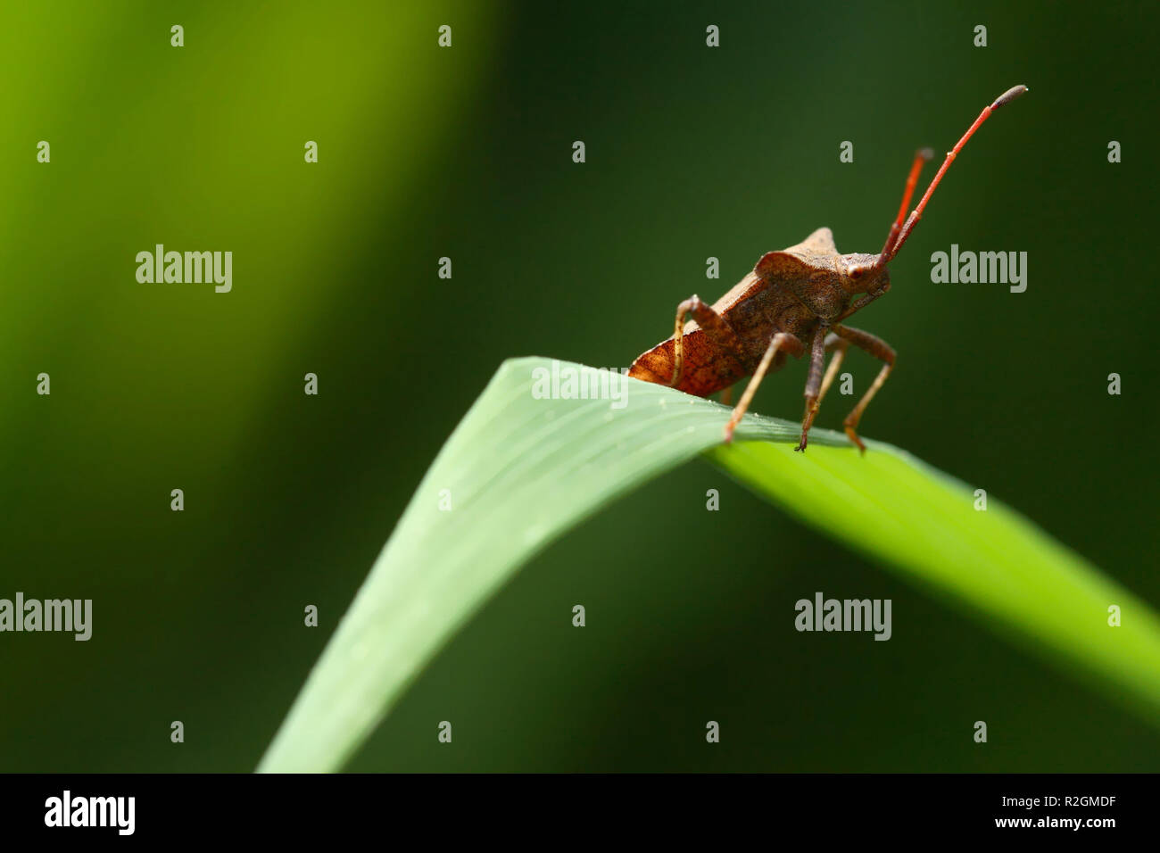 Close up view assassin bug hi-res stock photography and images - Alamy