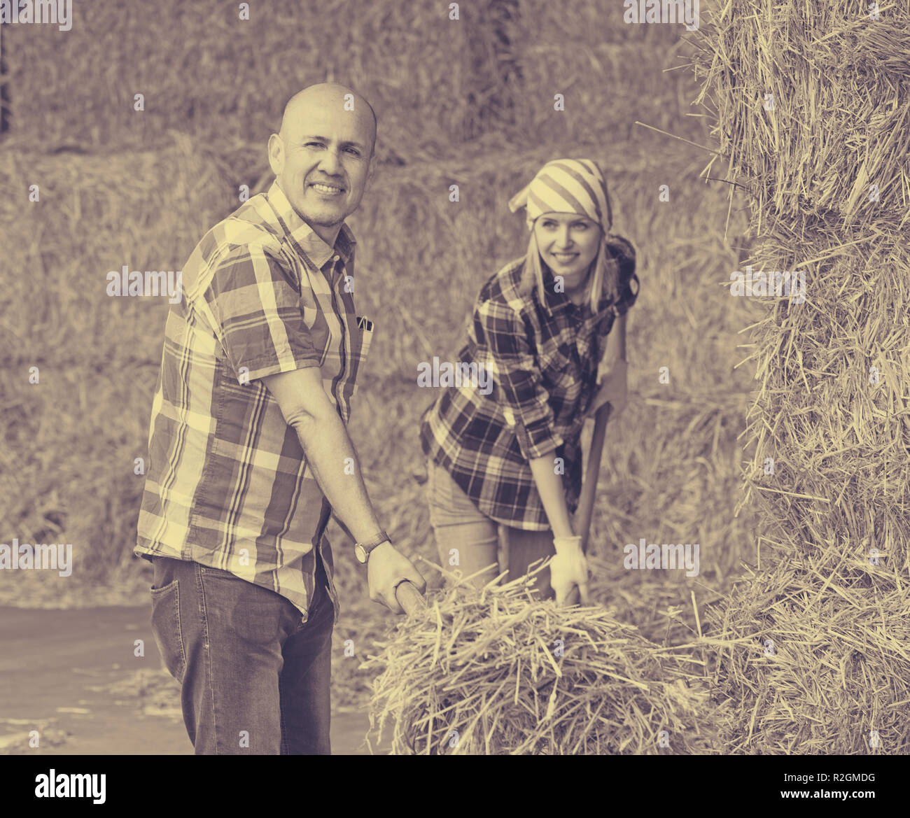 Farm employees with pitchforks preparing hay in livestock barn Stock ...