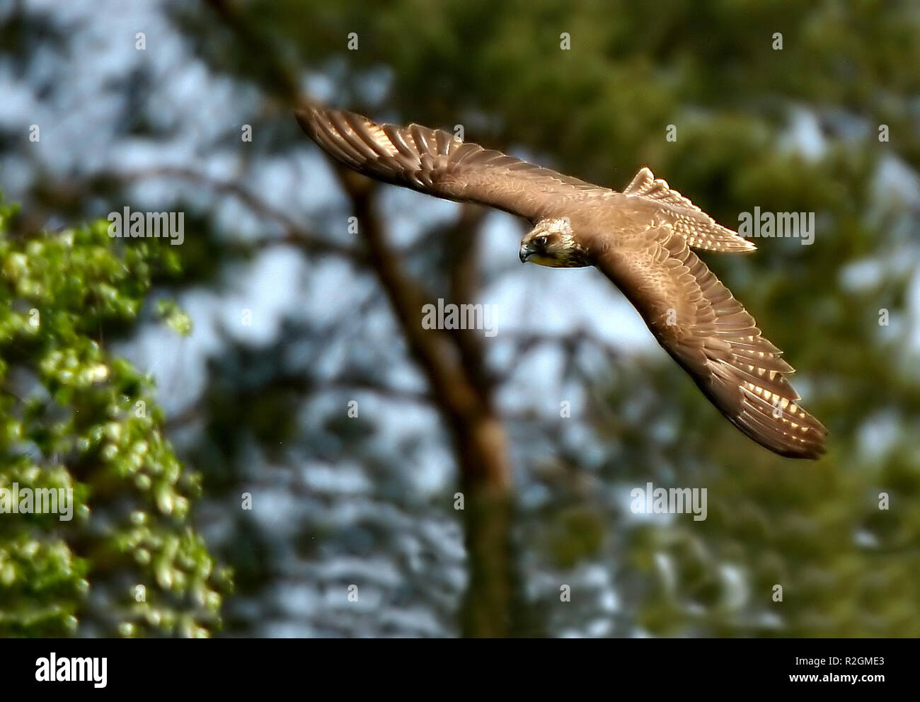 greif in attack Stock Photo - Alamy