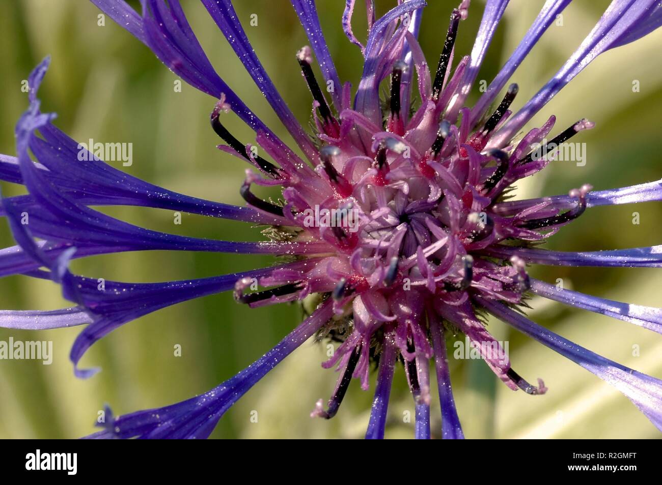 Kornblumenstempel hi-res stock photography and images - Alamy