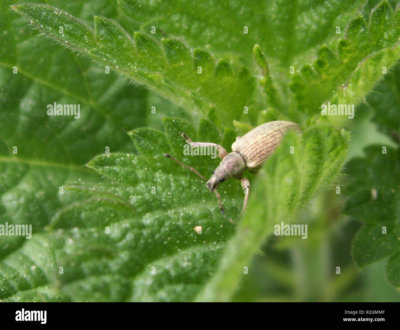 Plant varmints hi-res stock photography and images - Alamy