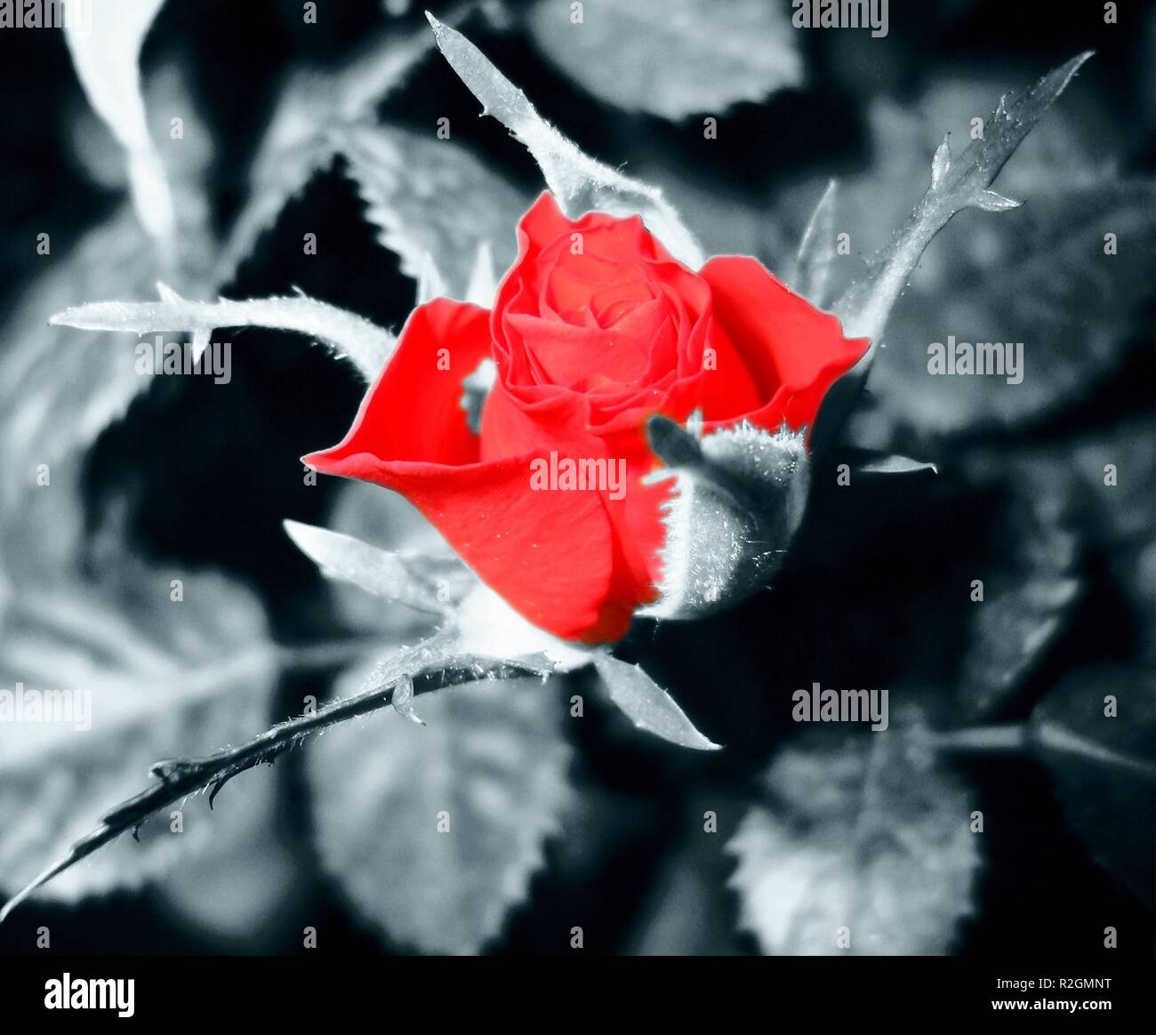Rose sting hi-res stock photography and images - Alamy