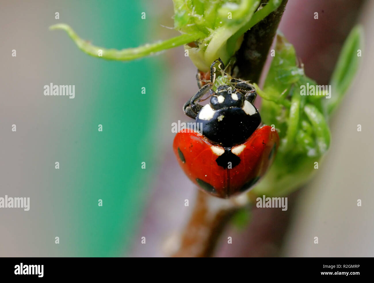 hunter and hunted Stock Photo - Alamy