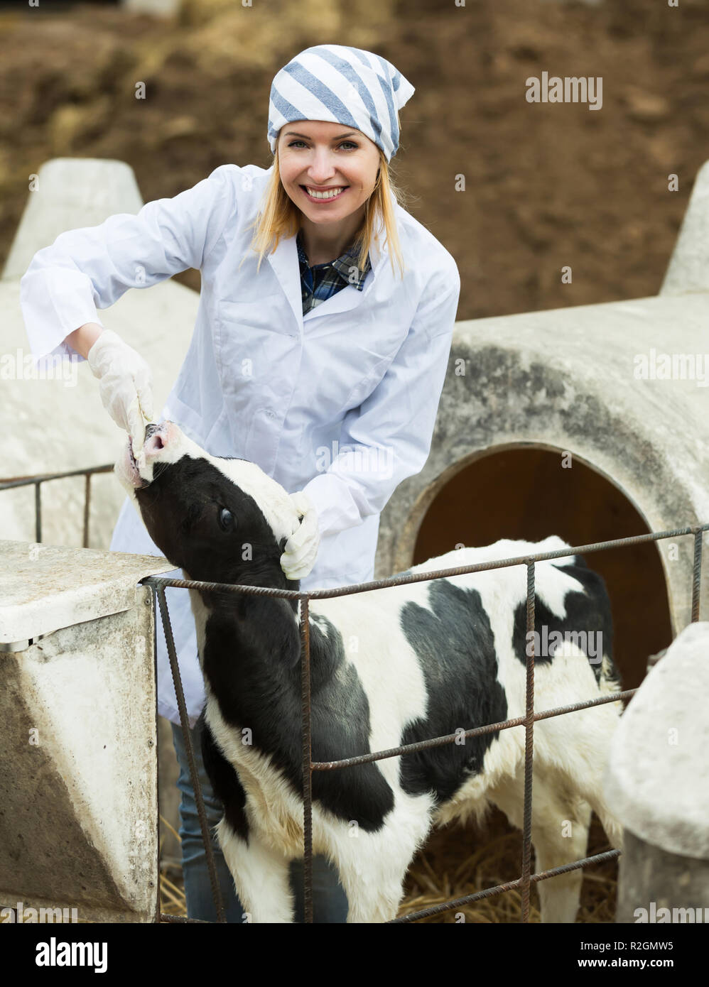 Positive vet taking care of newborn calf in livestock farm Stock Photo ...