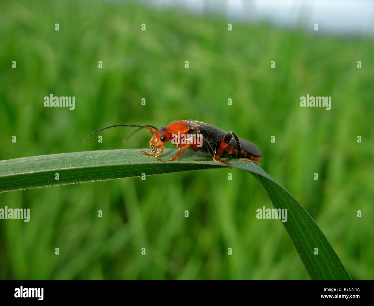 Cantharis fusca beetle hi-res stock photography and images - Alamy