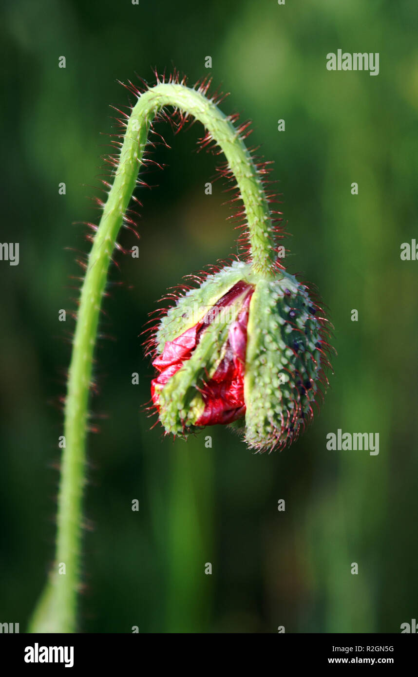 poppy with red hair Stock Photo - Alamy