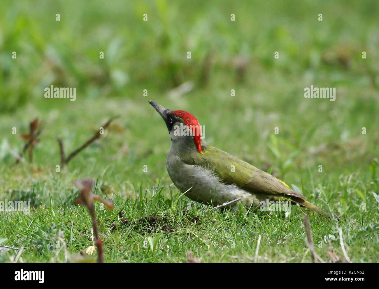 Green mohican hi-res stock photography and images - Alamy