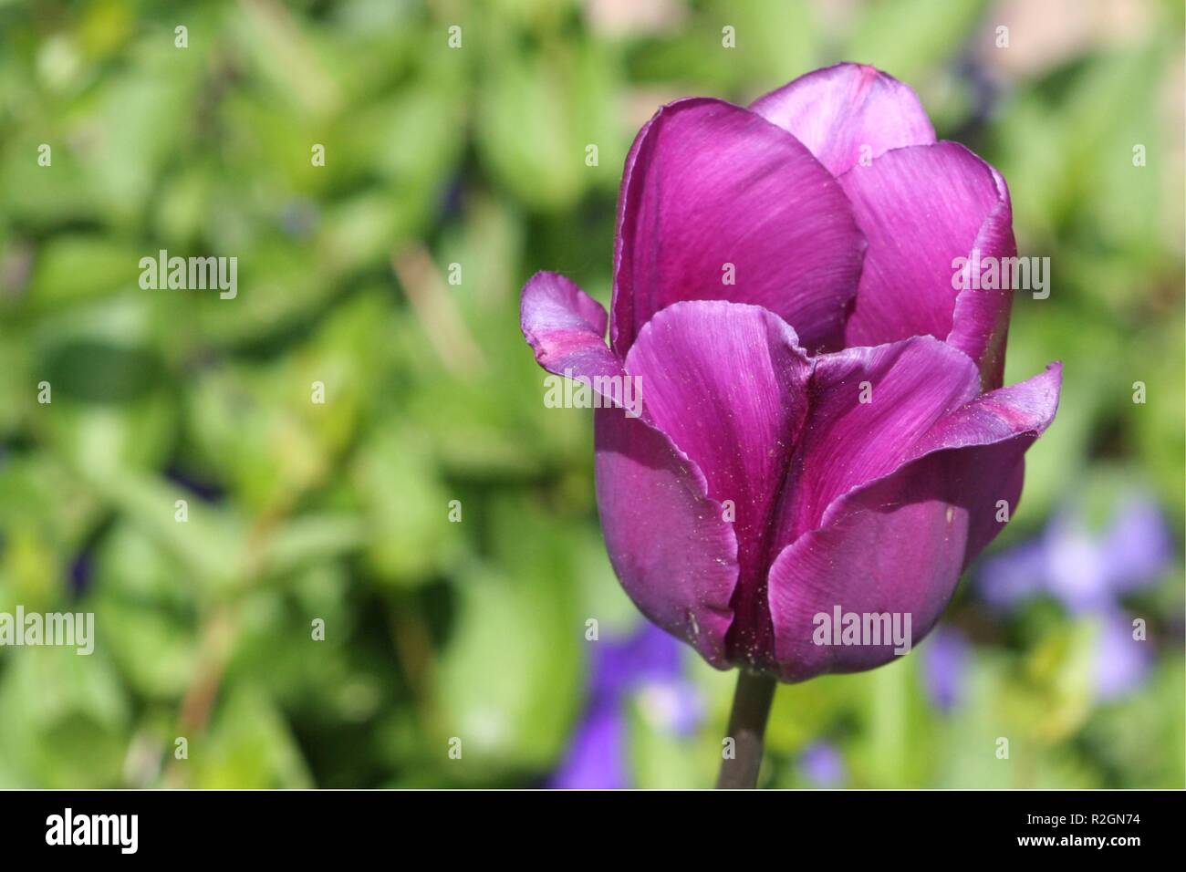 tulip with heart Stock Photo - Alamy