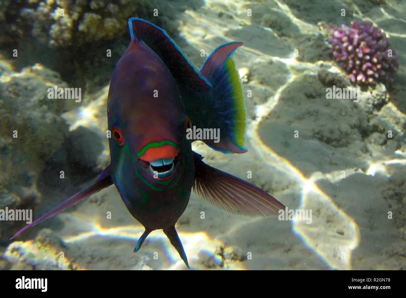 Black parrotfish hi-res stock photography and images - Alamy