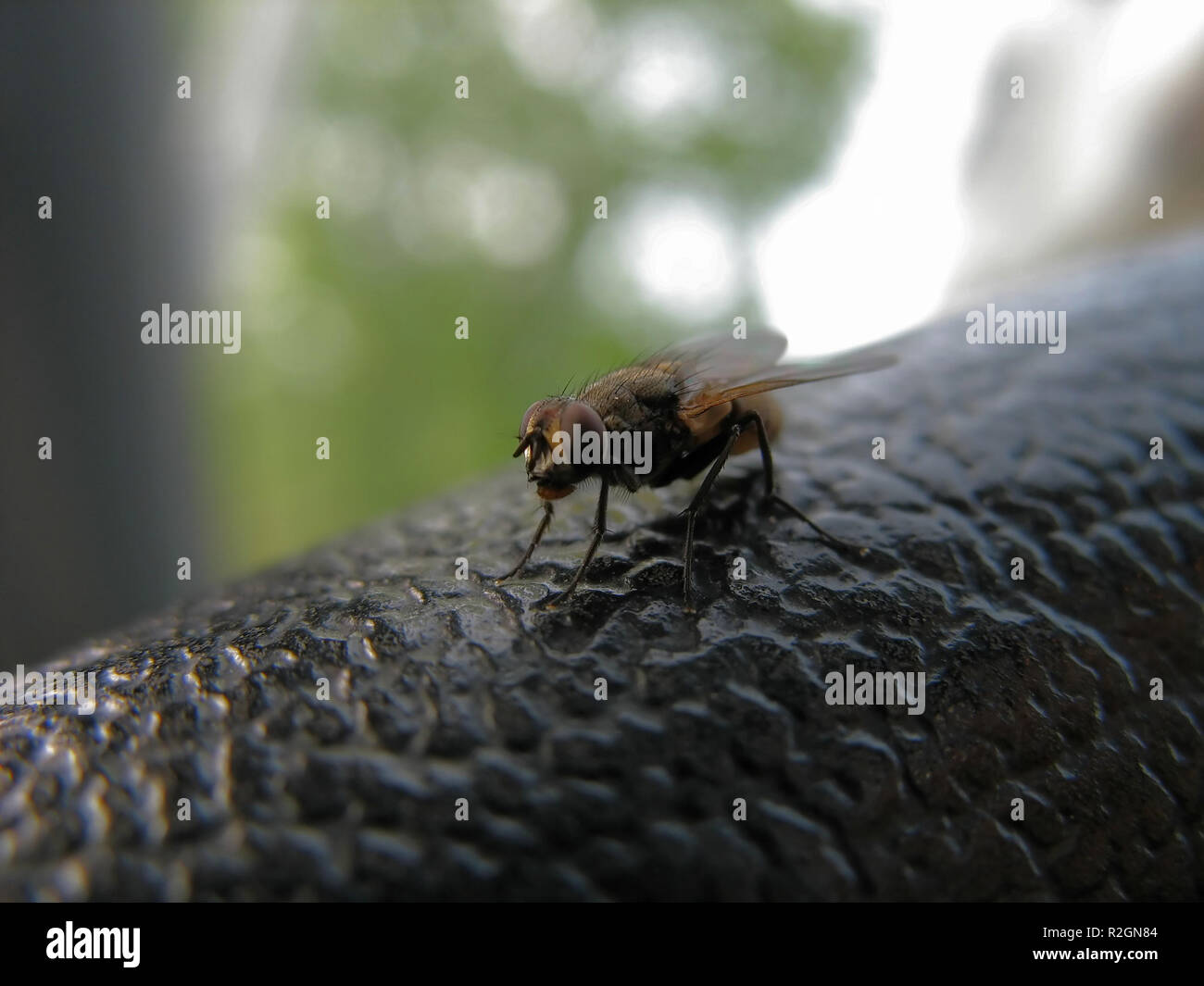 Phaonia rufiventris hi-res stock photography and images - Alamy