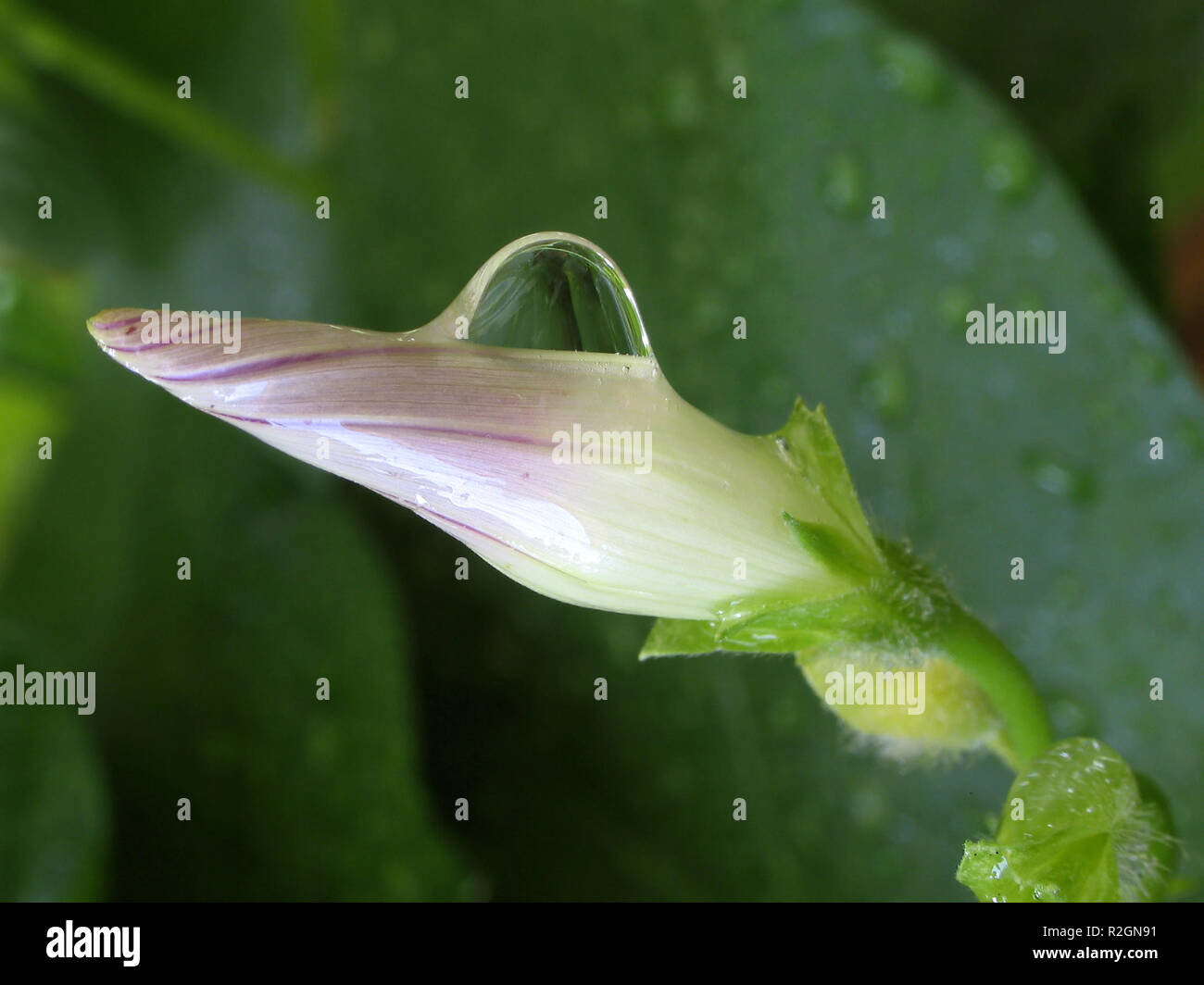 Clematis climbing plant twiners plant hi-res stock photography and ...