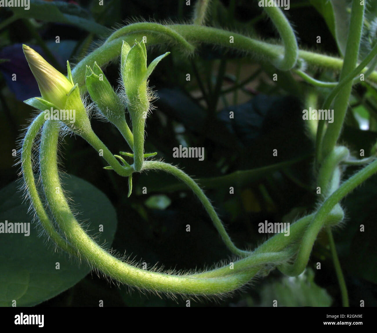 Clematis climbing plant twiners plant hi-res stock photography and ...