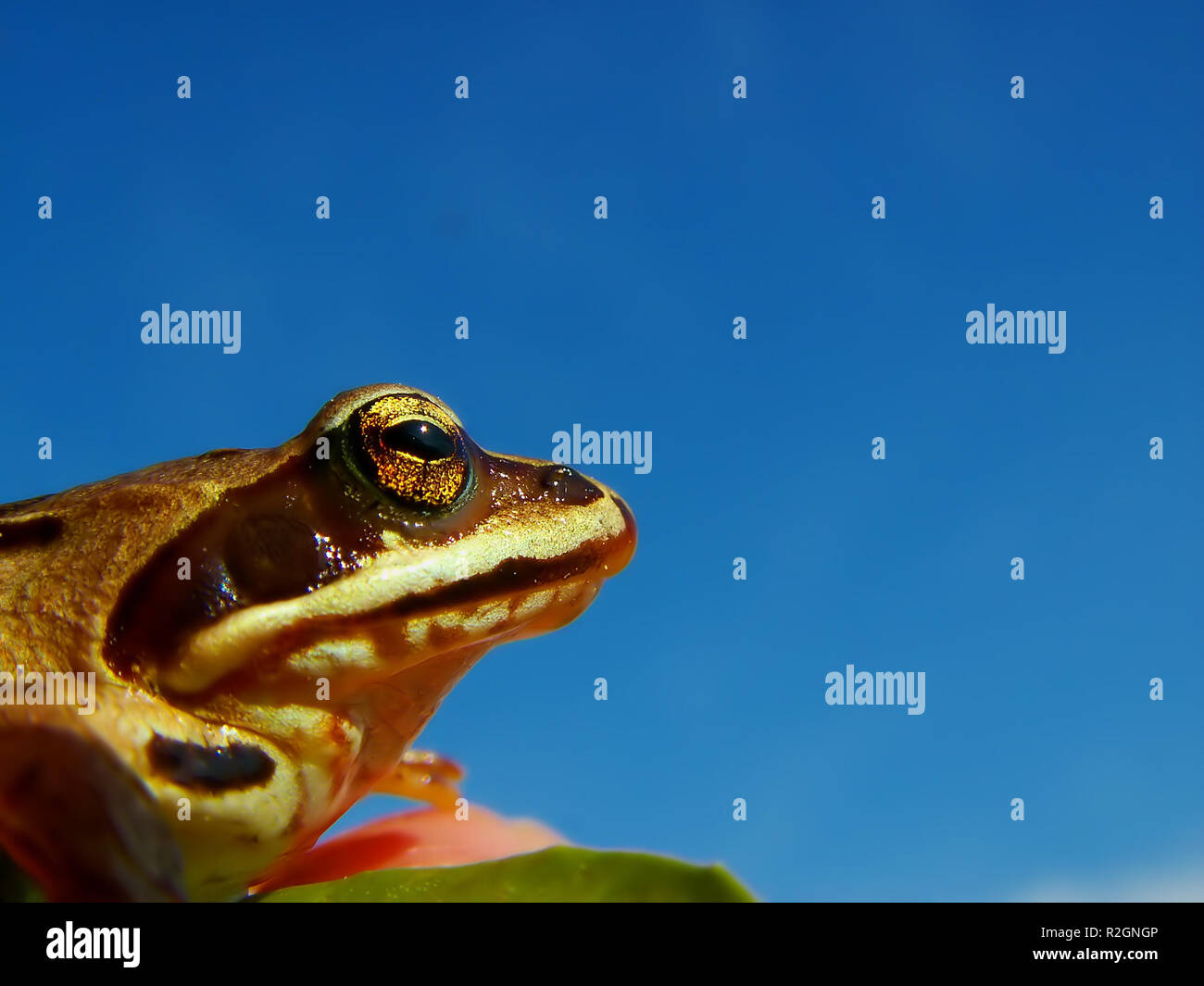 Amphibians protection hi-res stock photography and images - Alamy