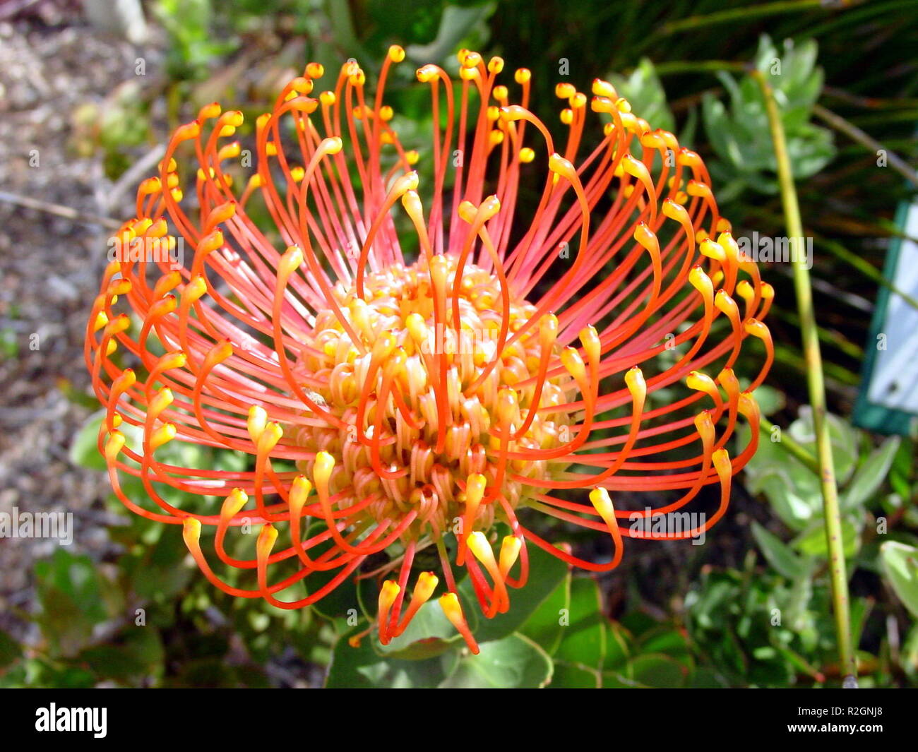 Medusa plant hi-res stock photography and images - Alamy