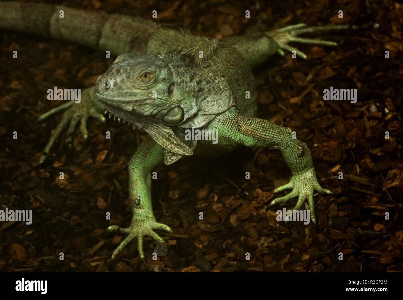 dragon laugh Stock Photo - Alamy