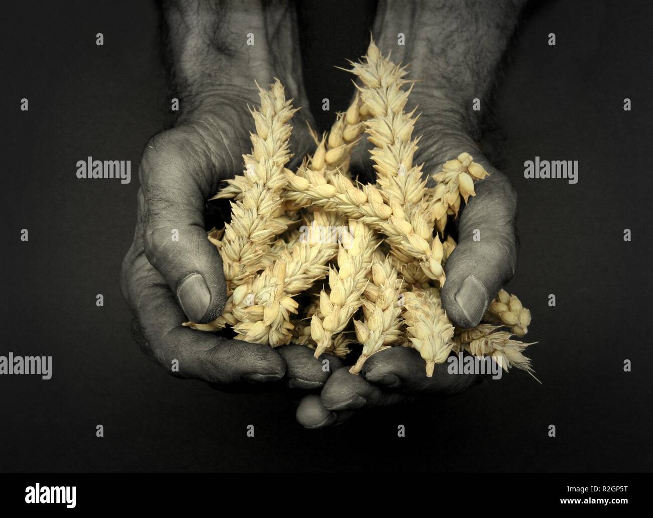 Poor wheat yield hi-res stock photography and images - Alamy