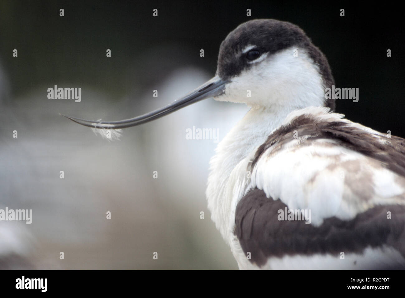 Krummer schnabel hi-res stock photography and images - Alamy