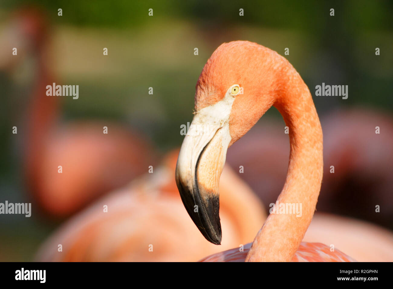 Krummer schnabel hi-res stock photography and images - Alamy