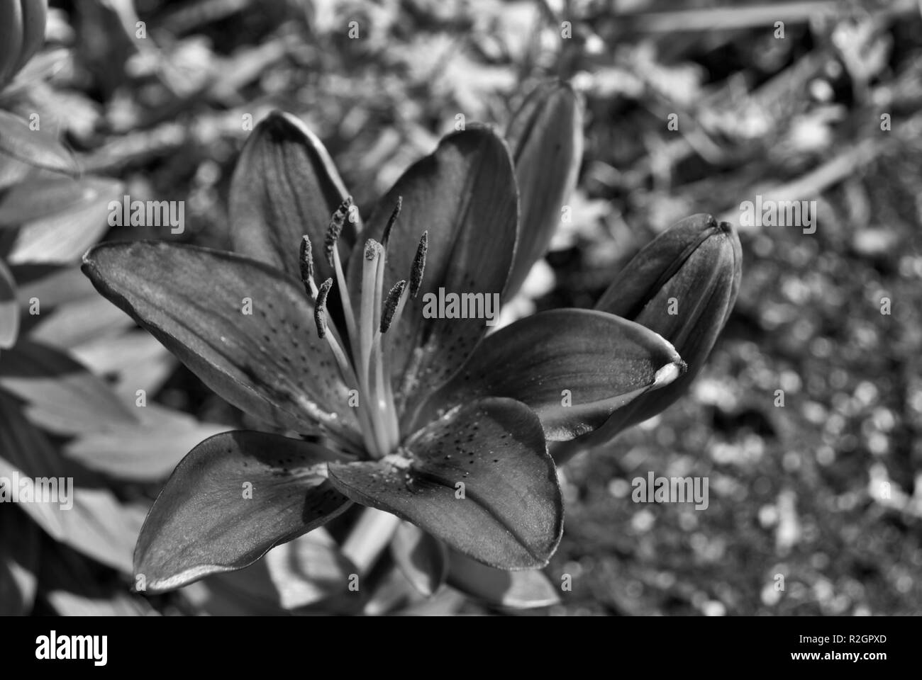 Stargazer lily bouquet Black and White Stock Photos & Images - Alamy
