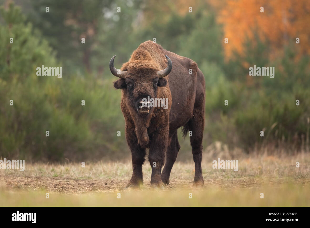 Bison leg hi-res stock photography and images - Alamy