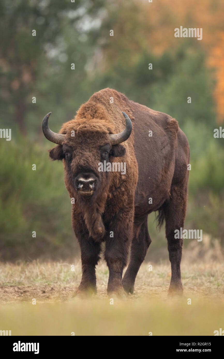 European bison, bison bonasus, Ralsko Stock Photo - Alamy