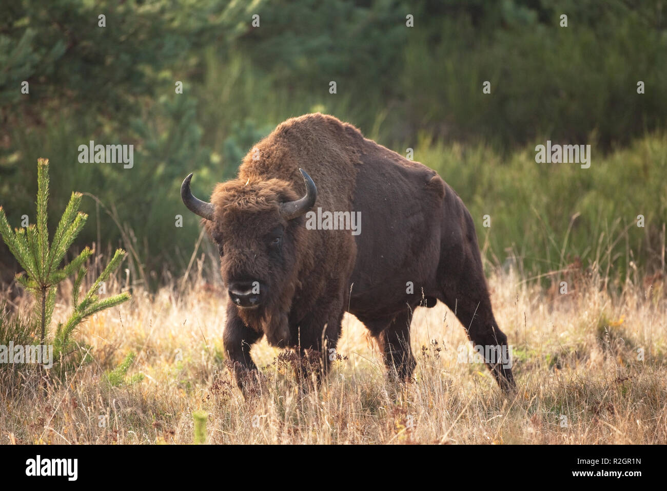 Bison leg hi-res stock photography and images - Alamy