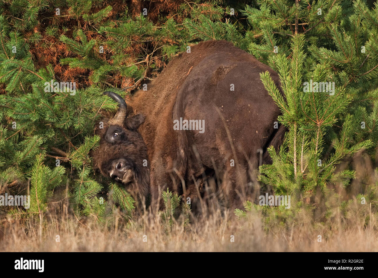 Bison leg hi-res stock photography and images - Alamy