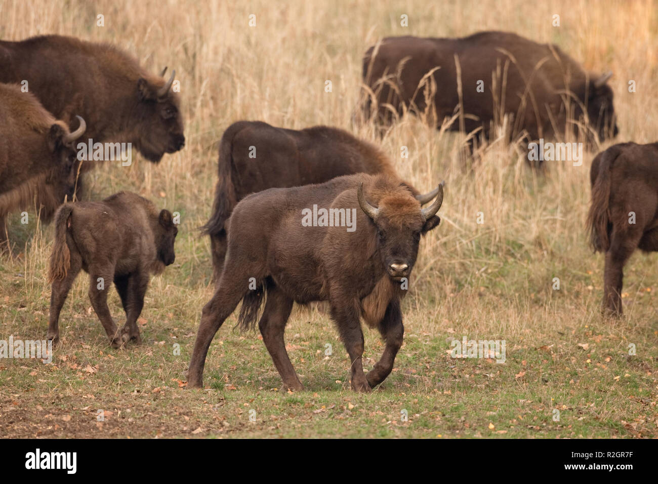 Bison leg hi-res stock photography and images - Alamy