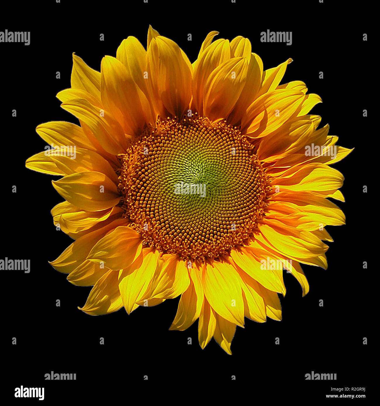 flower of the sun Stock Photo - Alamy