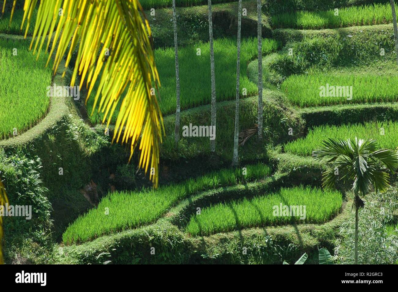 rice terraces in bali Stock Photo - Alamy