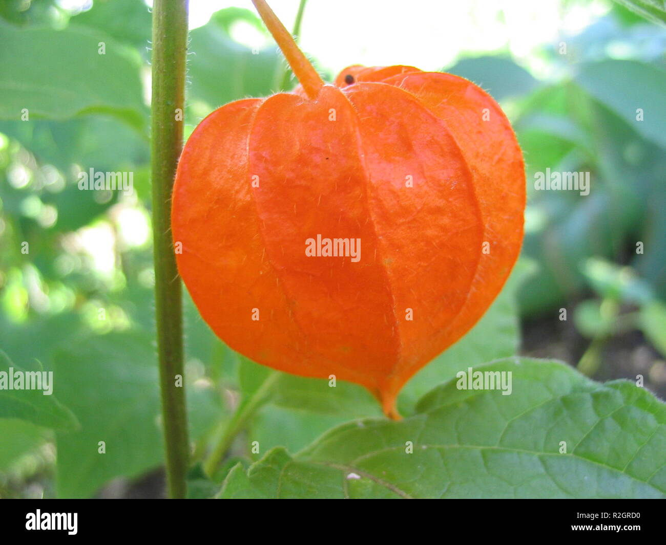 Lampionblume fruit hi-res stock photography and images - Alamy