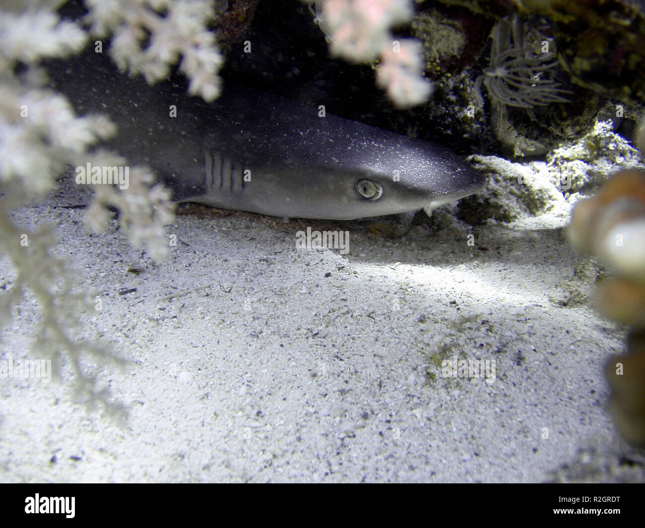 Radio shark hi-res stock photography and images - Alamy
