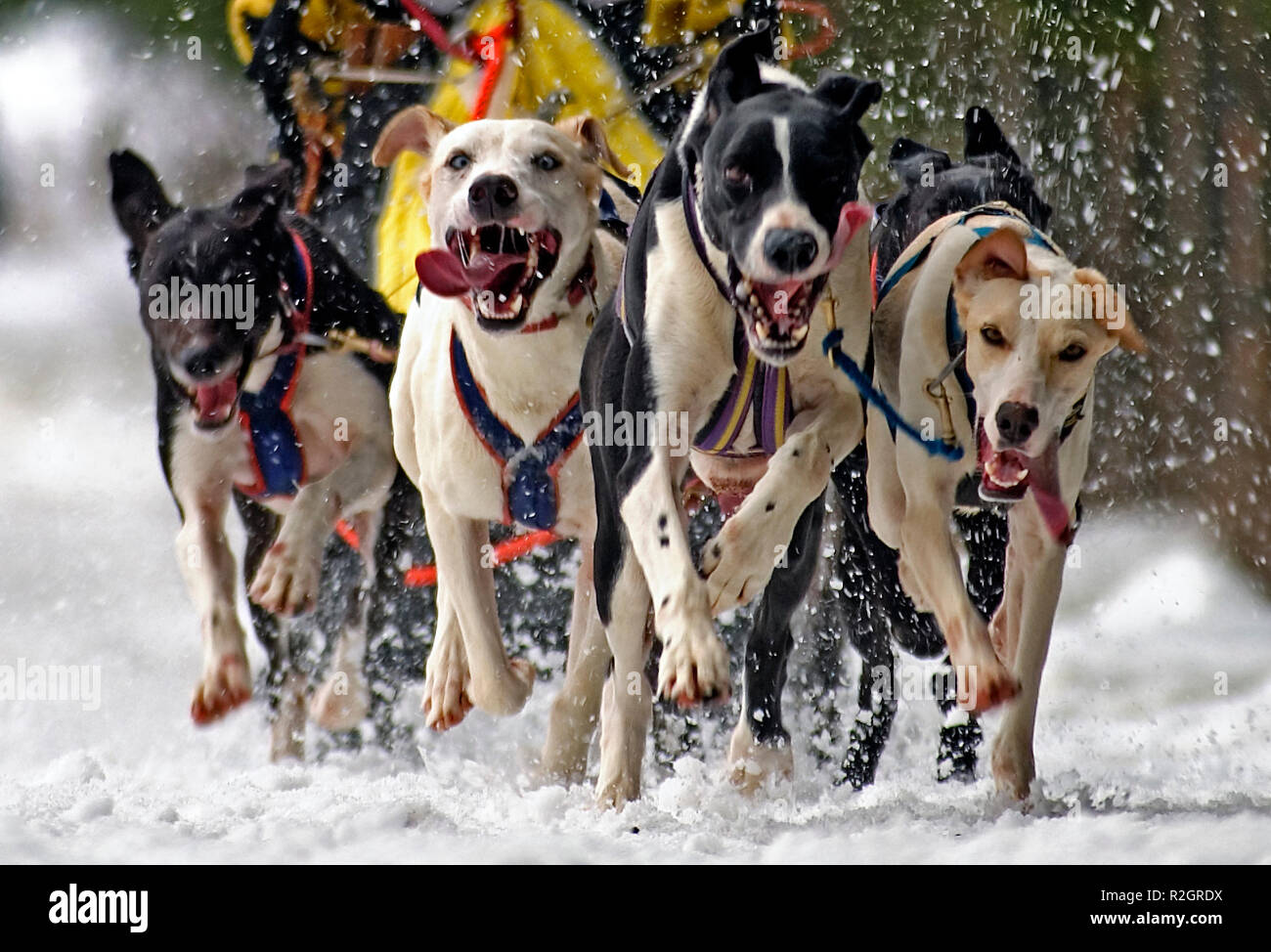 Mensch und tier hi-res stock photography and images - Alamy