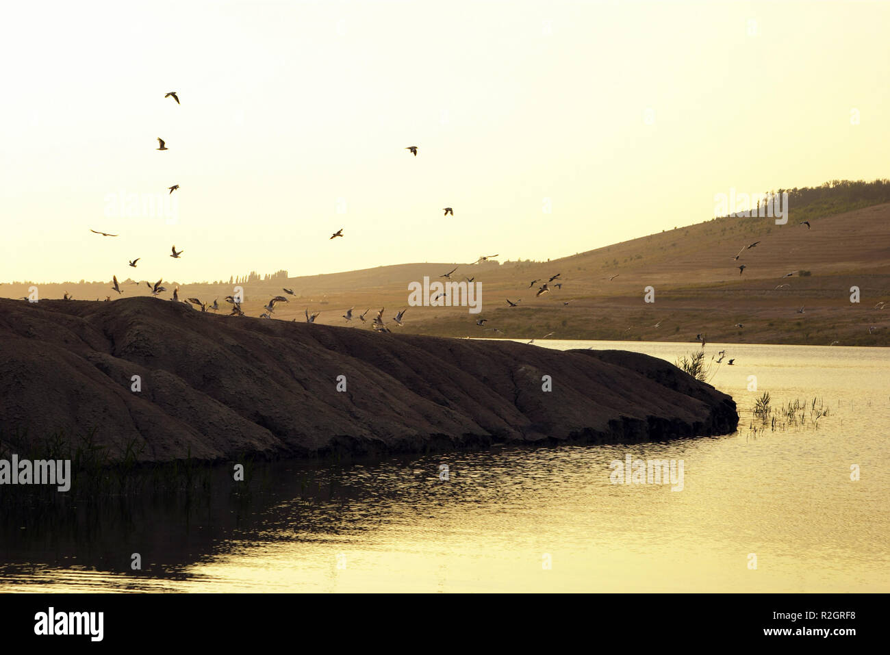 Mining Birds High Resolution Stock Photography and Images - Alamy