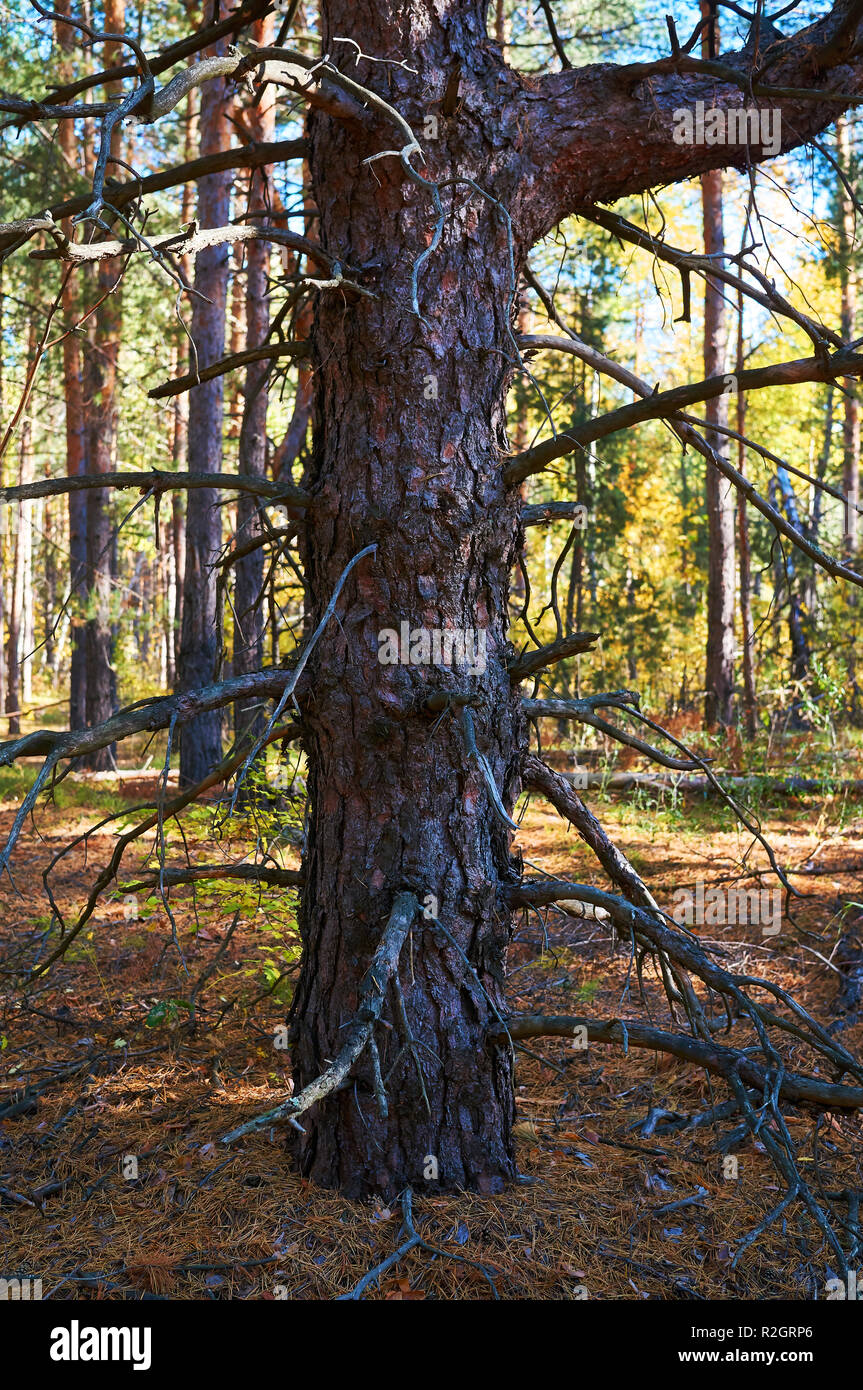 Dry twigs hi-res stock photography and images - Alamy