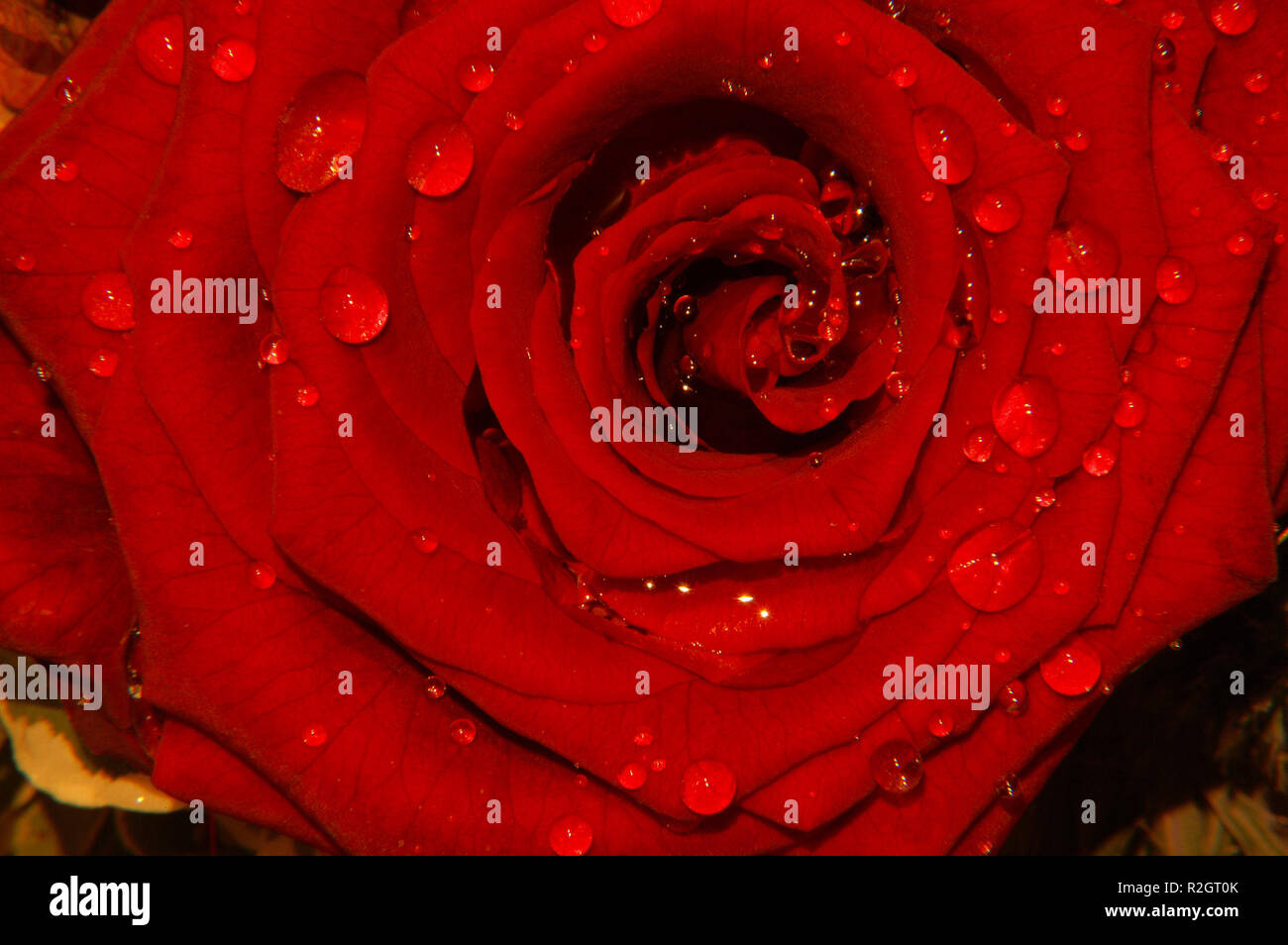 dream in red Stock Photo - Alamy