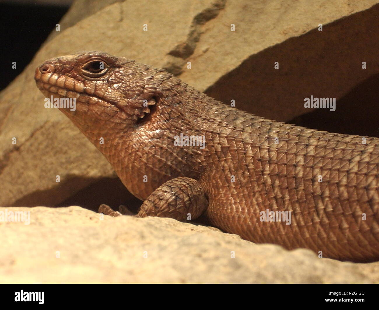 hello who is there Stock Photo - Alamy